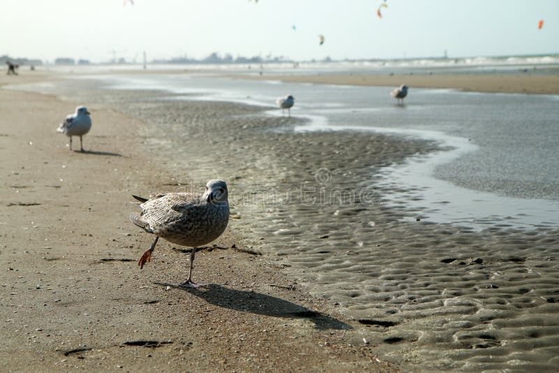 The Seagull is Standing on One Leg Stock Photo - Image of tide, detail ...