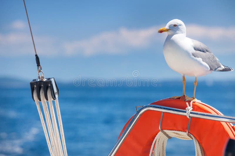 Seagull Standing on the Orange Lifebelt Stock Photo - Image of dock ...