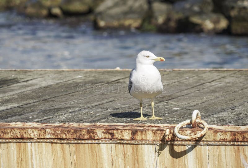 A Seagull Standing on a Pier Stock Photo - Image of alone, white: 80842060