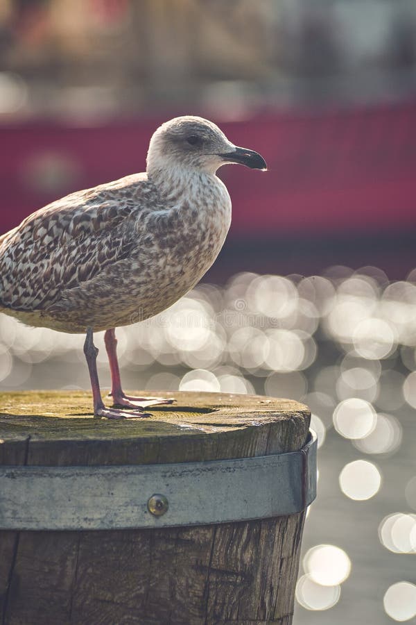 Seagull Standing on Pole in Harbor Stock Photo - Image of seagulls ...