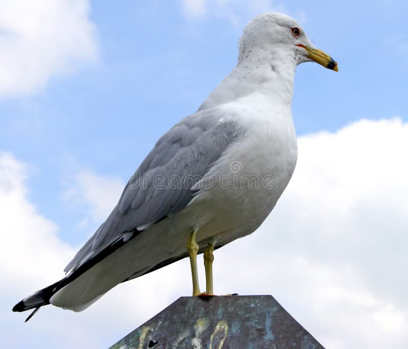 Seagull stock image. Image of seagull, view, animal, looking - 52647169