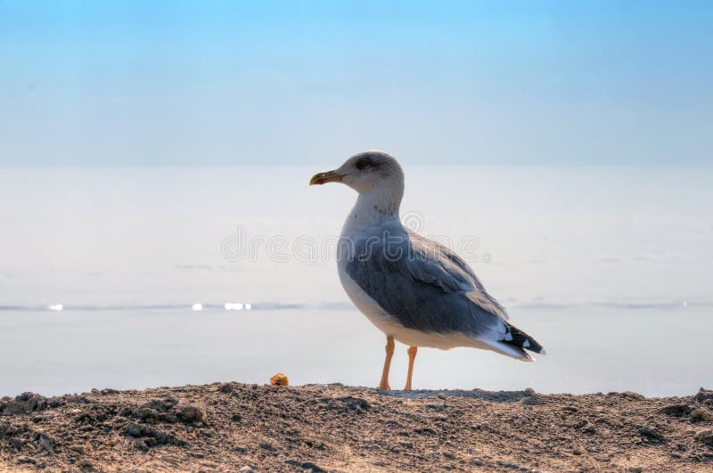 One seagull side view stock image. Image of ocean, coast - 30043885