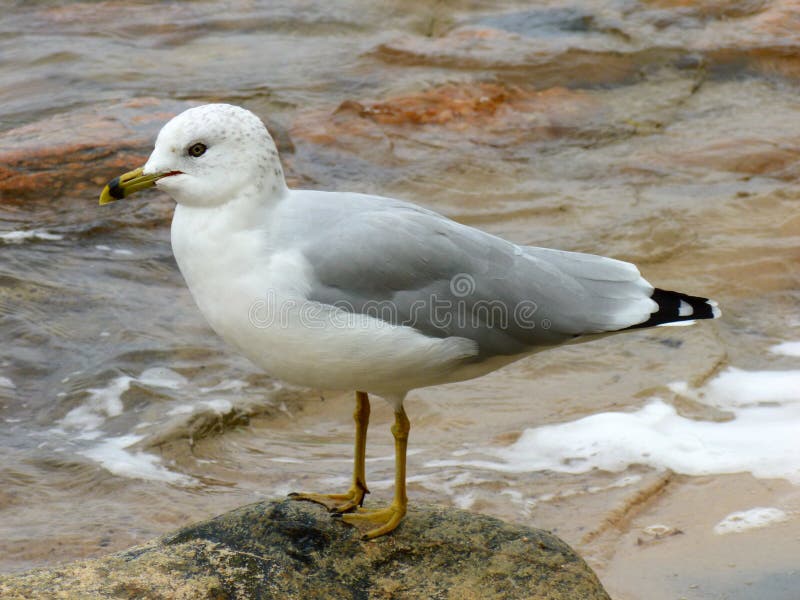 Seagull Standing on the Rock Stock Photo - Image of grey, gray: 71009942