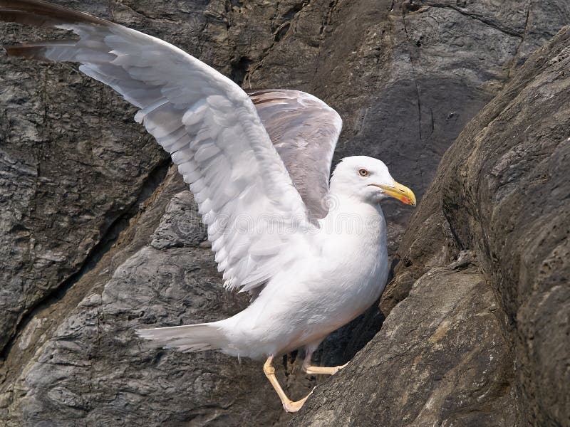 Seagull standing on rocks stock image. Image of close - 39544503