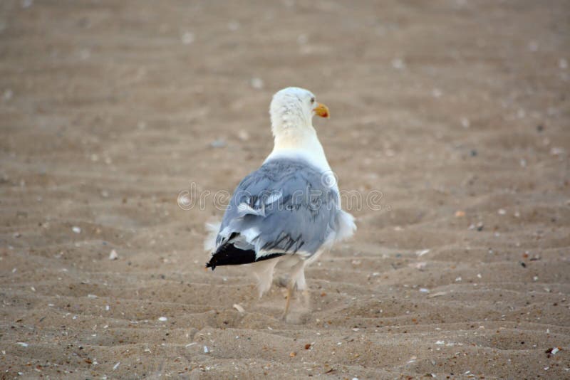 Seagull Standing in the Sand Stock Photo - Image of seagull, gull: 77732100