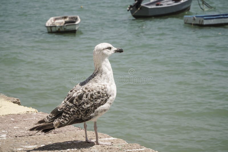 Seagull standing by sea stock image. Image of nature - 79683881
