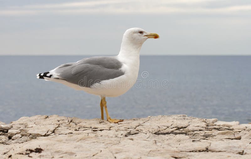 Seagull Standing on Sea Stone Stock Photo - Image of animal, wildlife ...