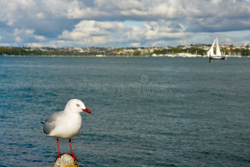 Seagull on Front of the Water with a Boat Stock Image - Image of shore ...