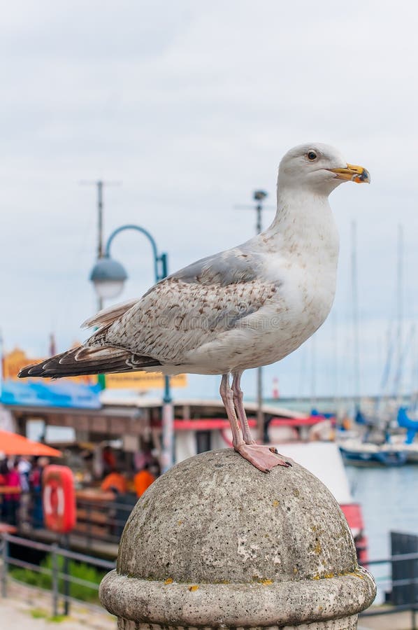 Seagull standing still stock photo. Image of animals - 62494392