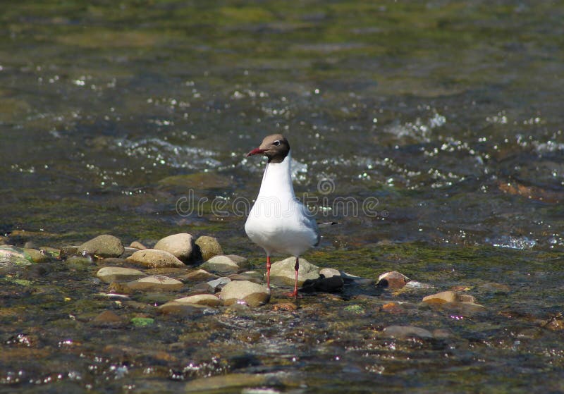 Seagull stock image. Image of animal, feathers, rock - 72921923