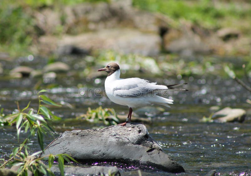 Seagull stock image. Image of birdwatching, rocks, nature - 73589787