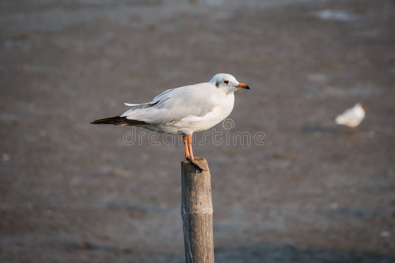 Seagull Standing on a Timber Stock Image - Image of black, nature: 41289541