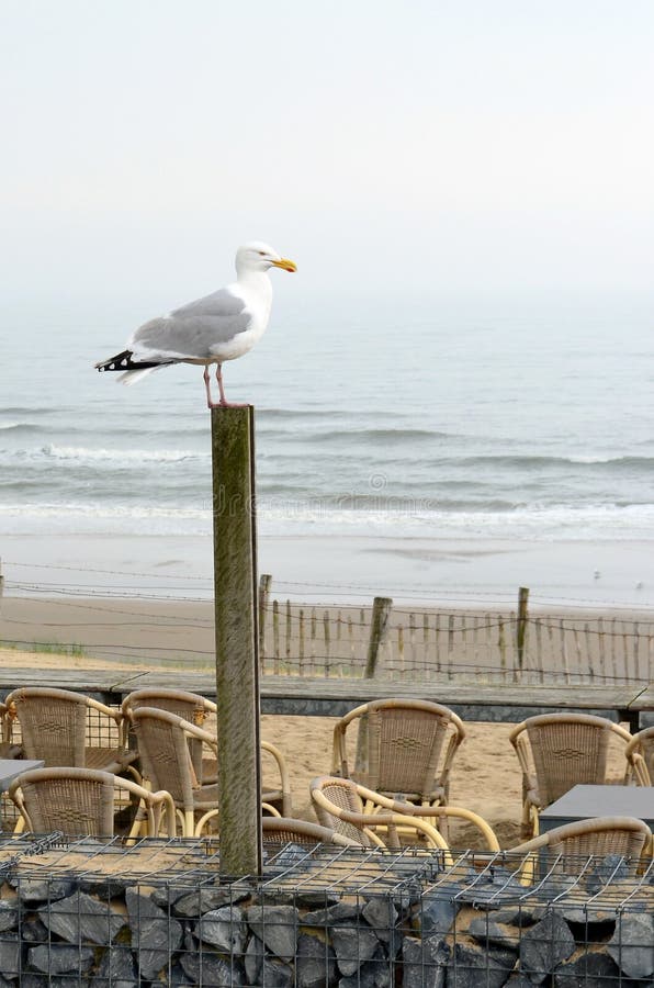 A Seagull Standing on a Wood Post Stock Image - Image of bird, seabirds ...