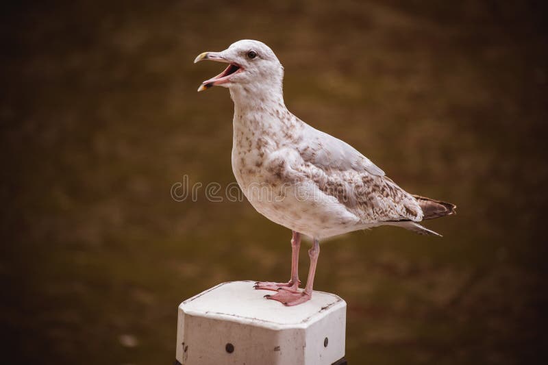 Seagull Standing on a Wooden Post Stock Image - Image of bird, harbor ...
