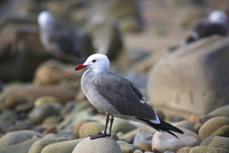 Seagull rocks stock image. Image of atop, rock, seagull - 96043459