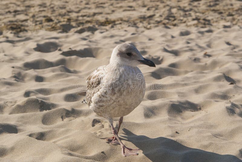 A Seagull Stands on the Sand on the Beach, Close-up. Stock Photo ...