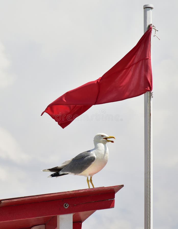 Seagull Stands Under a Red Flag at the Beach Stock Image - Image of ...