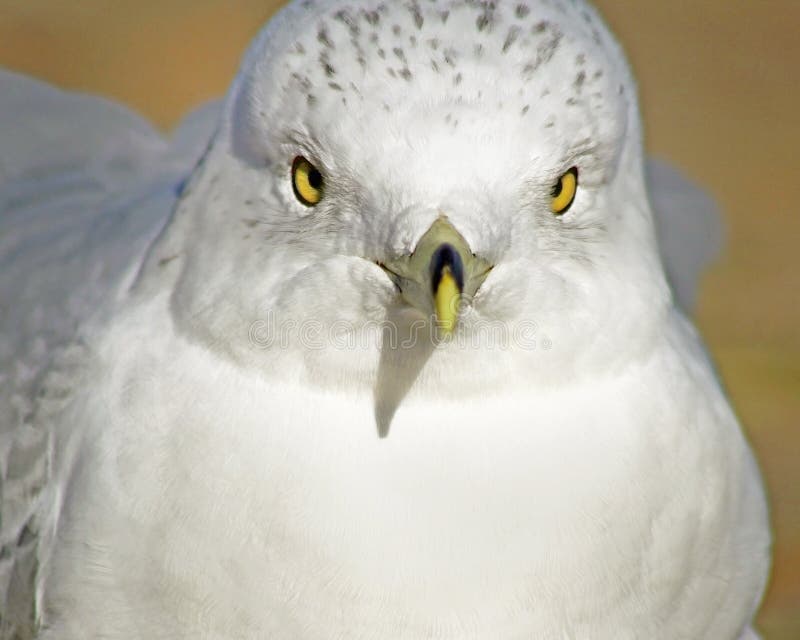 Seagull Staring Camera Stock Photos - Free & Royalty-Free Stock Photos ...