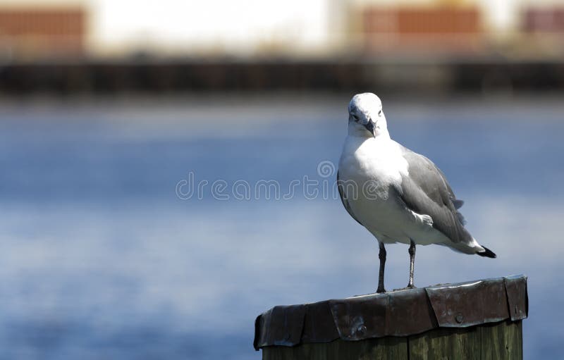 Seagull Stares Camera Stock Photos - Free & Royalty-Free Stock Photos ...