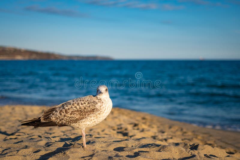 Seagull Staring at the Camera Stock Photo - Image of shoreline, morning ...