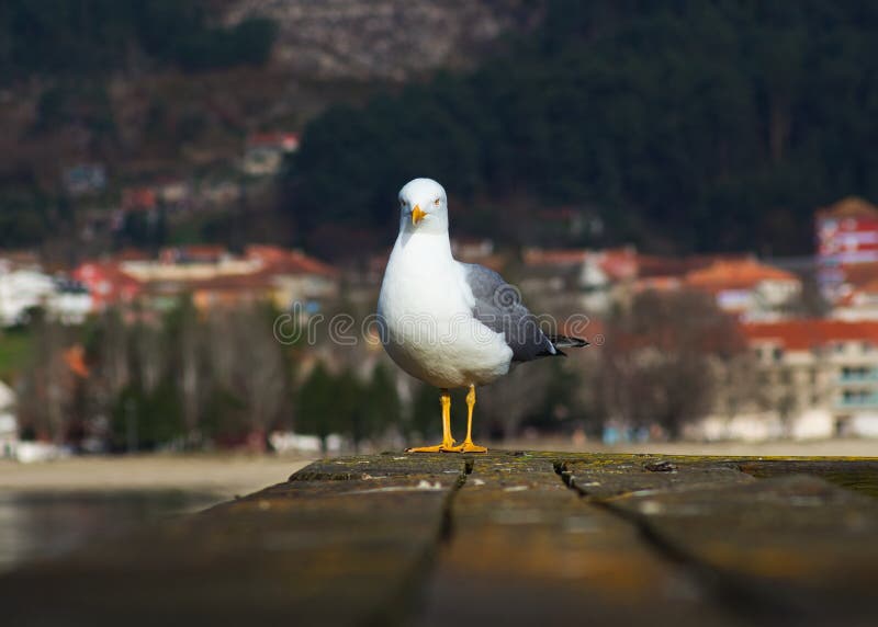Seagull staring at camera stock image. Image of beak - 186409383