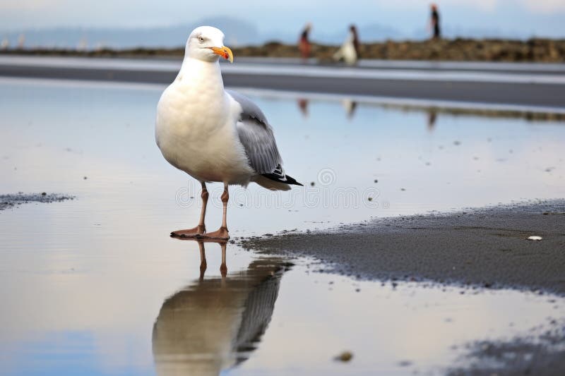 A Seagull Staring at Its Reflection in a Puddle on a Sandy Beach Stock ...