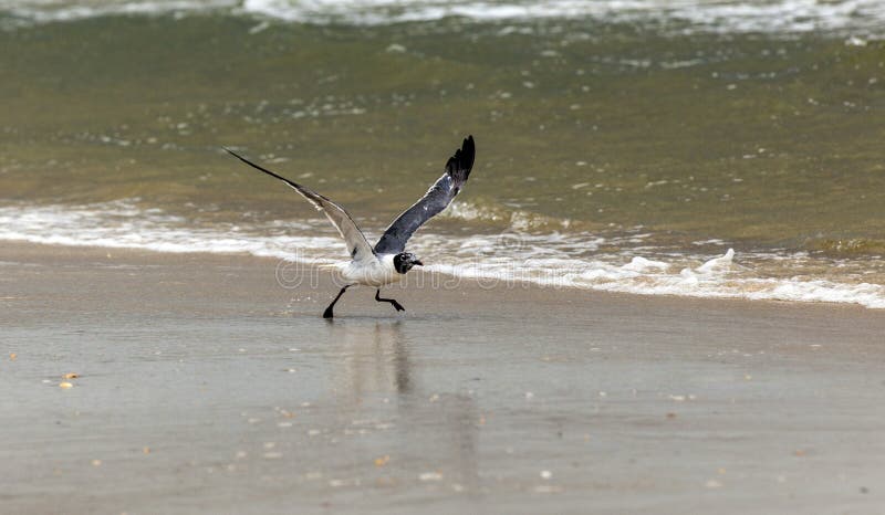 Seagull Starts To Fly at the Sandy Beach Stock Photo - Image of white ...