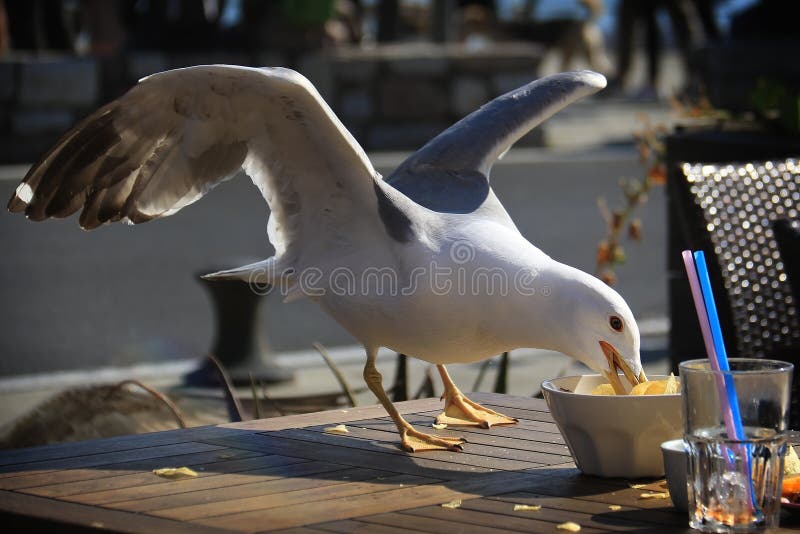 Seagull Eating Chips stock photo. Image of albatros - 248280902