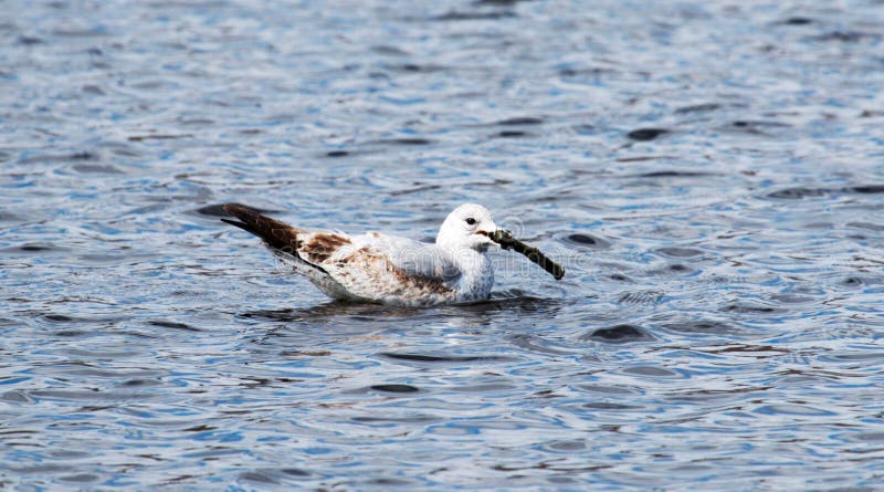 Seagull with Stick in Its Beak Stock Image - Image of nesting, copy ...
