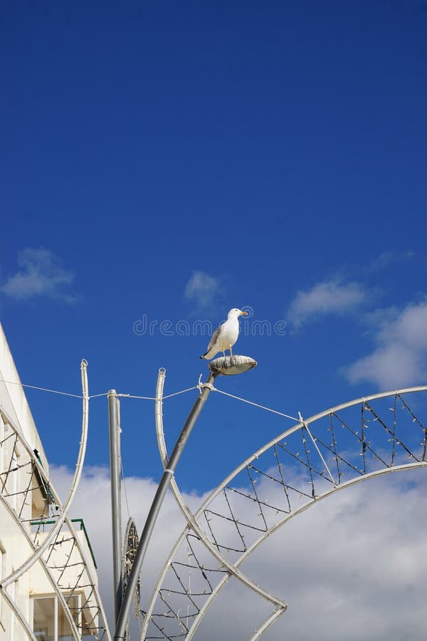 Seagull in the street stock photo. Image of landmark - 231604994