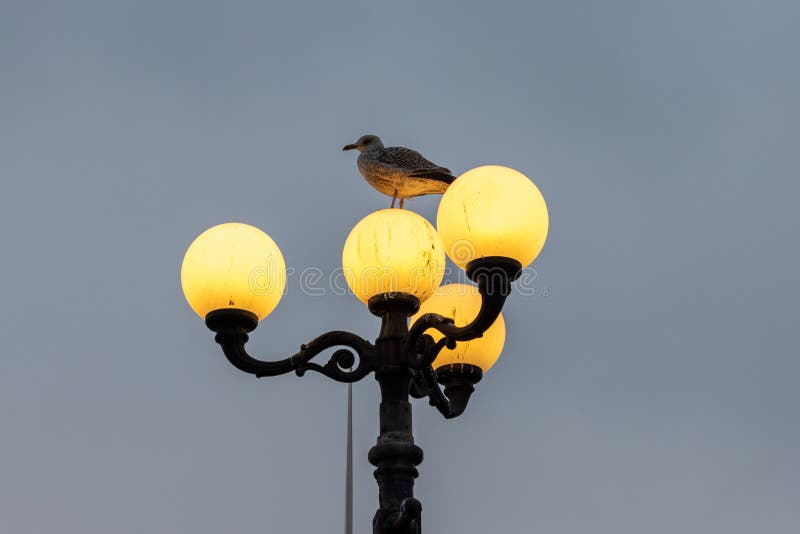 Seagull on street lamp stock image. Image of town, bird - 171777261