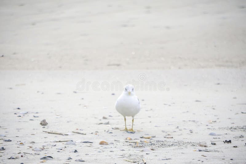 Seagull strutting forward stock photo. Image of shells - 304443430