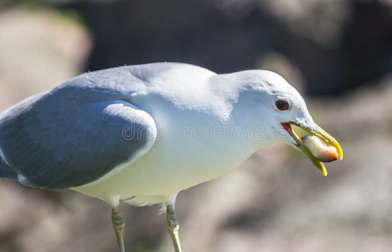 Seagull stock photo. Image of mariner, majestic, beak - 58211088