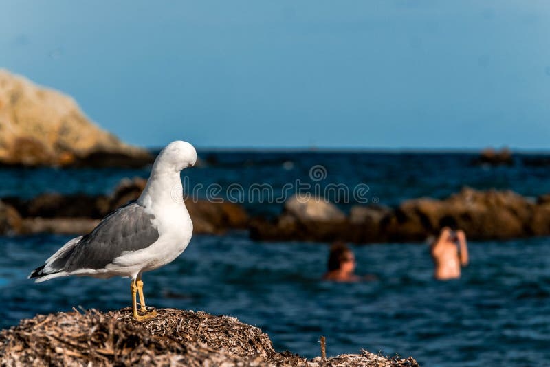 A Seagull Sunbathes on a Beach on the Island of Tabarca in the Spanish ...