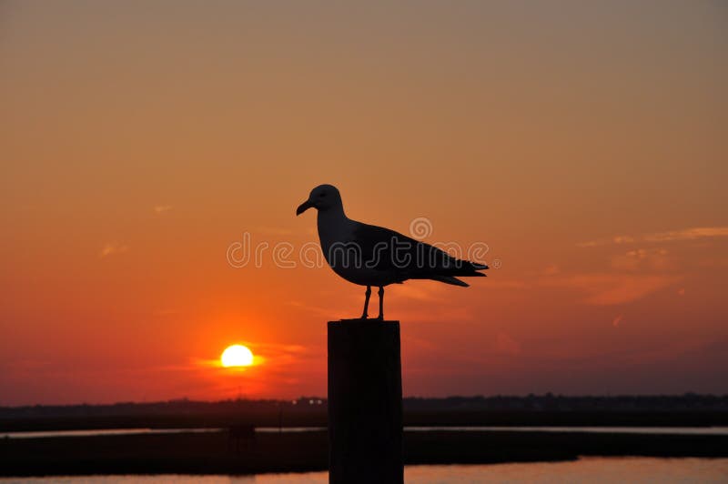 Seagull sunset stock image. Image of flying, sunny, ocean - 18858251