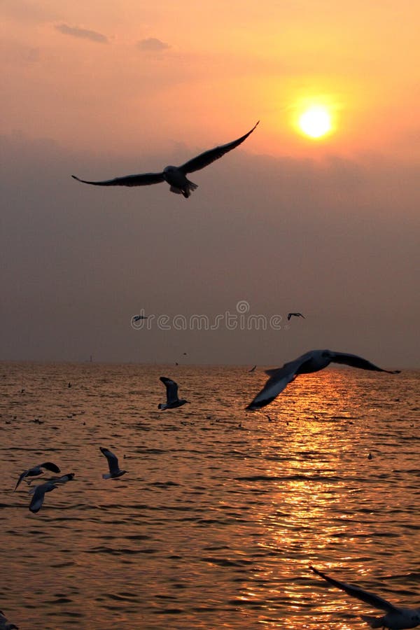 Seagull in sunset stock photo. Image of marine, colorful - 23194148