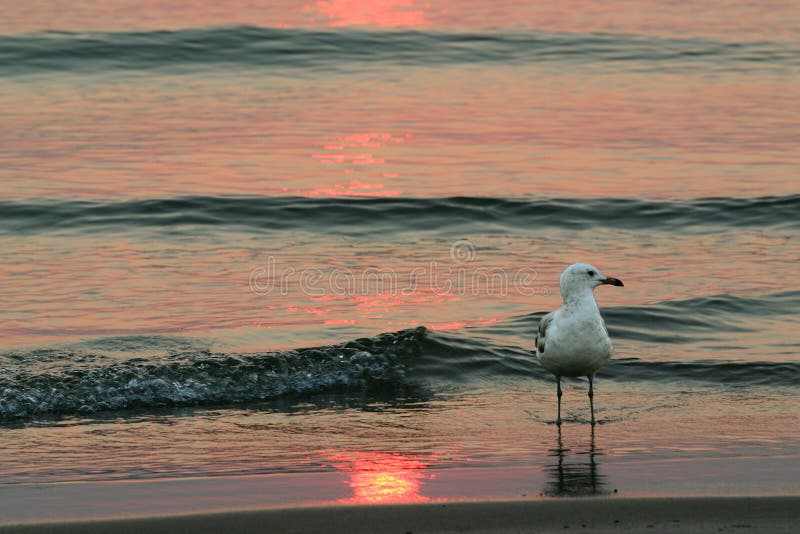Seagull at sunset stock image. Image of reflection, peace - 247683