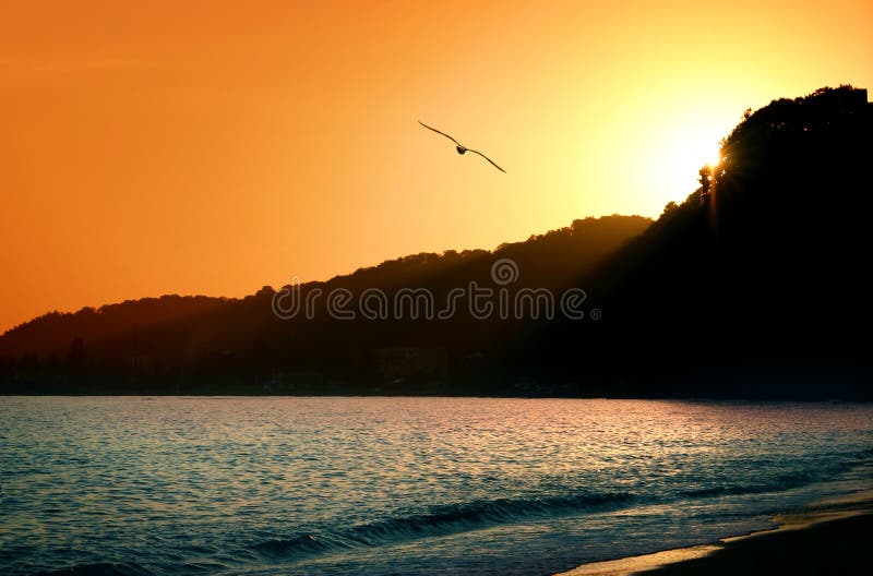 Seagull at sunset stock photo. Image of eternal, nature - 145448020