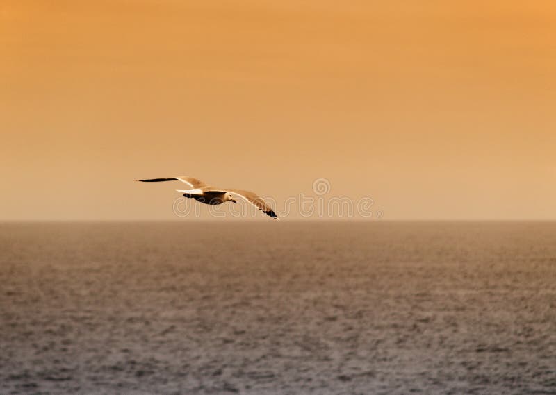 Seagull at sunset stock photo. Image of eternal, nature - 145448020