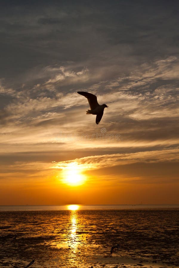 Seagull with sunset stock image. Image of animal, motion - 32361861