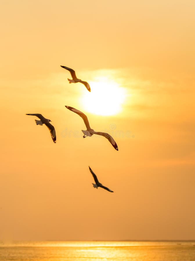 Seagull on Sunset Background Stock Image - Image of light, abstract ...