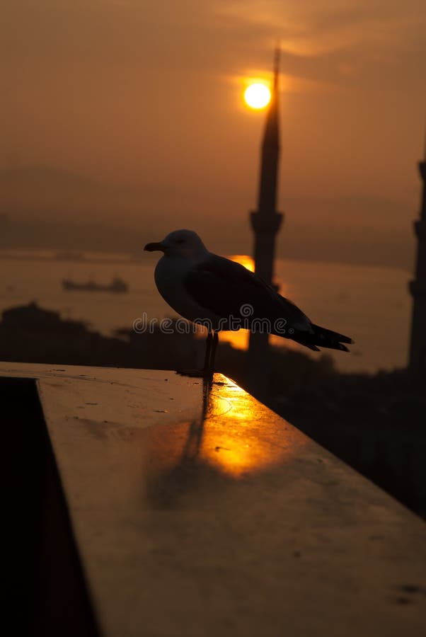 Seagull at sunset stock photo. Image of eternal, nature - 145448020
