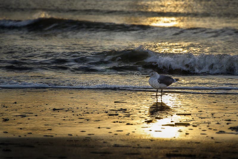 Seagull in Sunset stock image. Image of seagull, north - 91941163