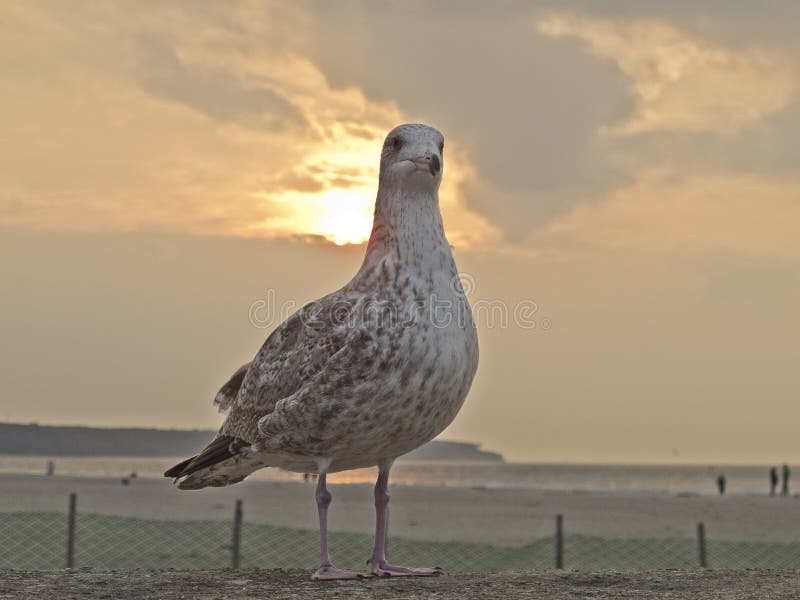 Seagull at sunset stock photo. Image of beach, standing - 45951608