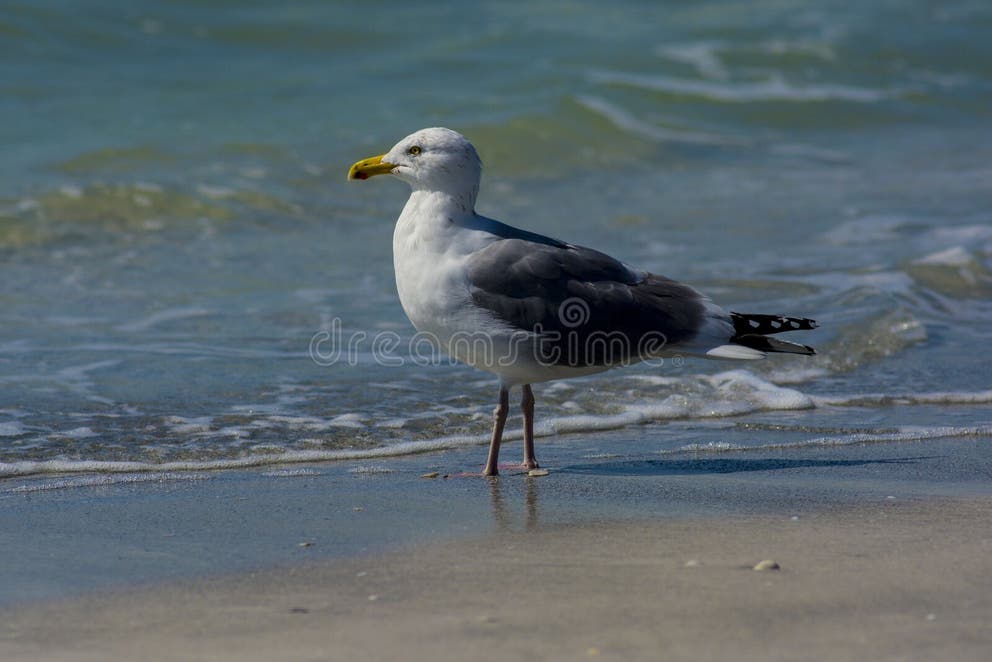 Seagull by surf stock photo. Image of surf, seagull, animal - 87750330