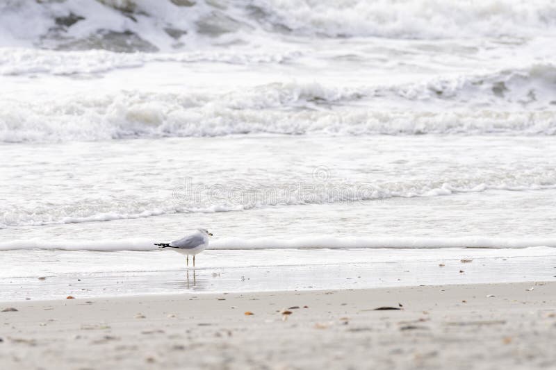 Seagull in the surf. stock photo. Image of gull, ocean - 304452810