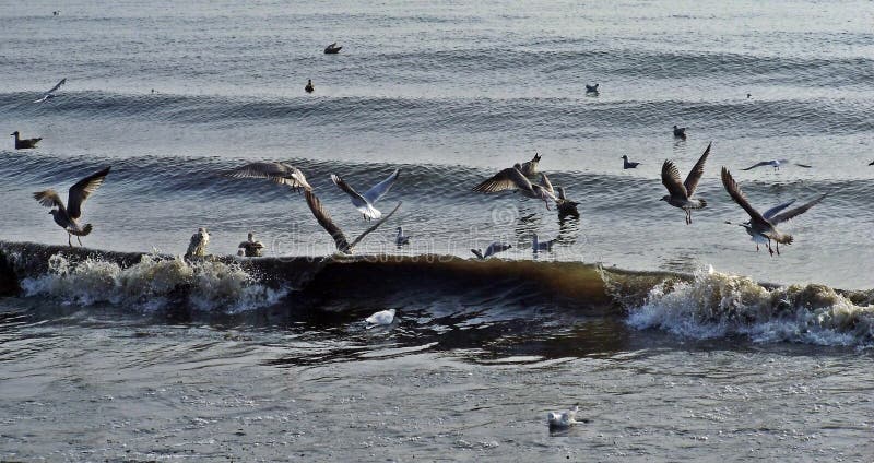 Seagull Surfing stock photo. Image of birds, beach, foam - 44611514