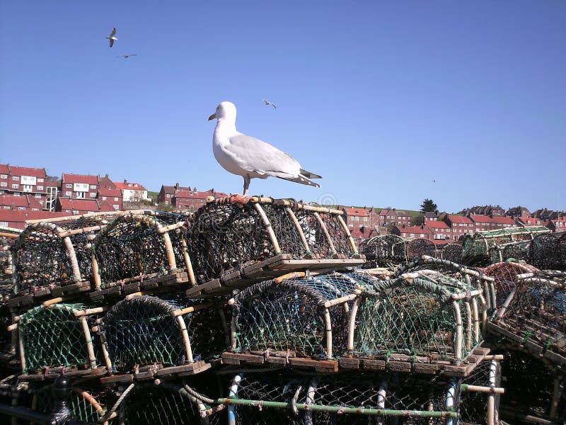 Seagull surveys the catch stock photo. Image of surveys - 43750280