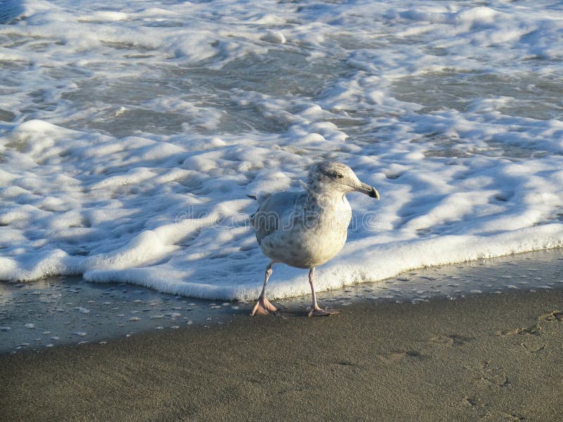 Seagull Swim stock photo. Image of storms, calming, ocean - 88837812