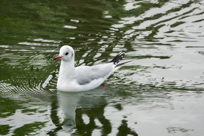 Seagull Swimming Alone in the River Stock Image - Image of color ...